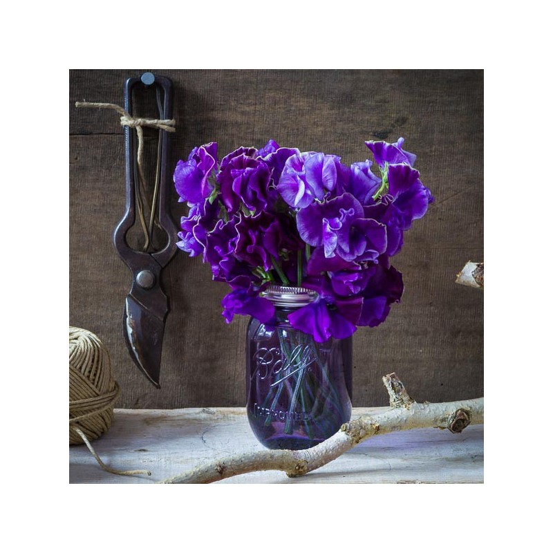 Bocal Mason Jar Regular HERITAGE VIOLET - 16oz ⎟ MASON JAR BALL⎟ LE ...