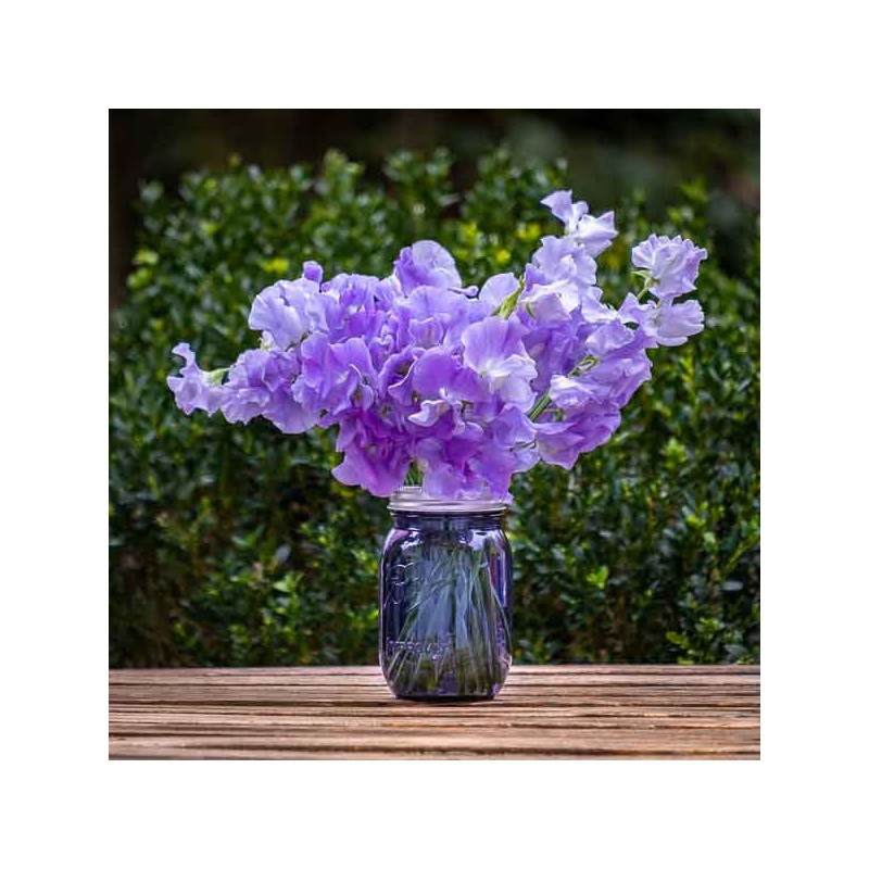 Bocal Mason Jar Regular HERITAGE VIOLET - 16oz ⎟ MASON JAR BALL⎟ LE ...